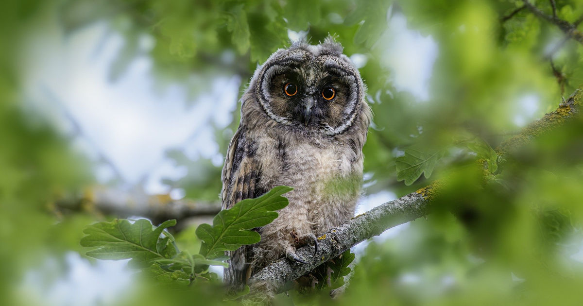 Dyr - Vi vil ta bedre vare på både ville og tamme dyr. Dyr har ...